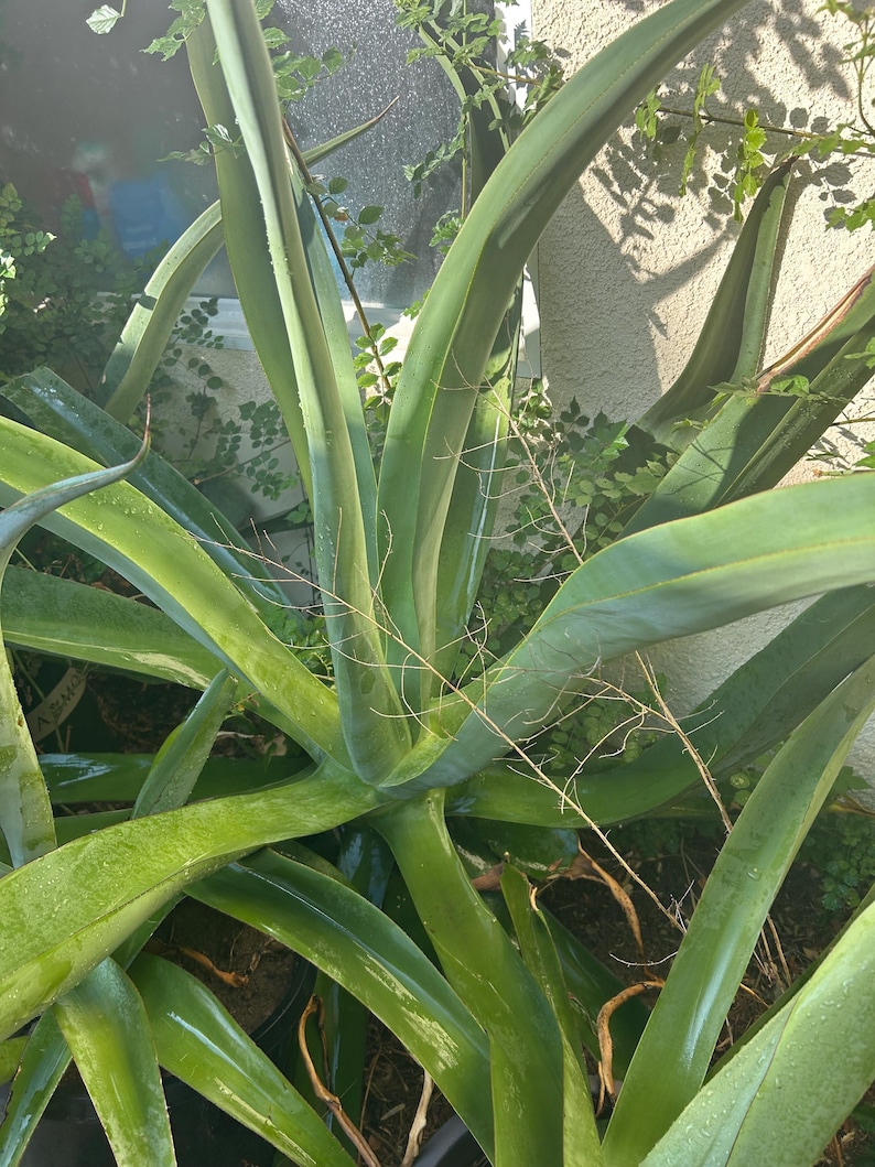 Octopus Agave Pup Cold and Drought-tolerant Succulent for Indoor ...