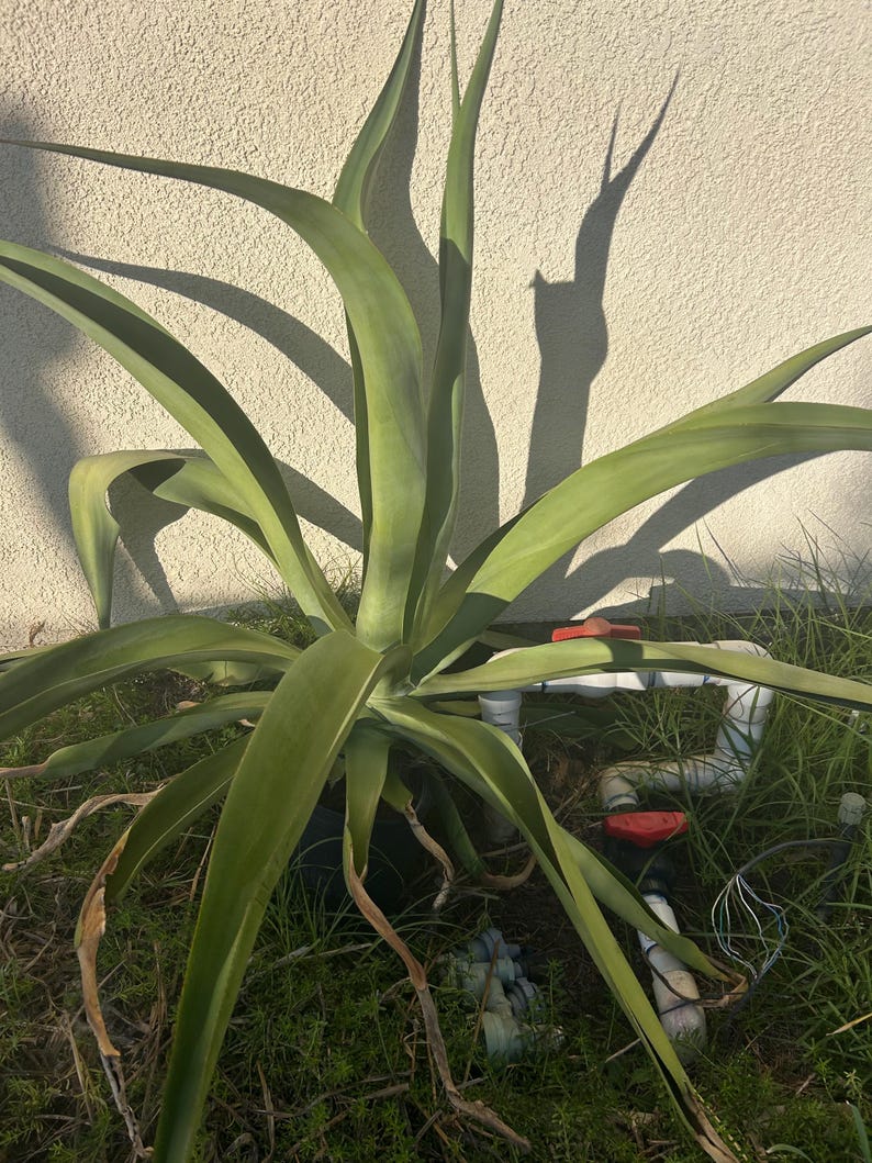 Octopus Agave Pup Cold and Drought-tolerant Succulent for Indoor ...