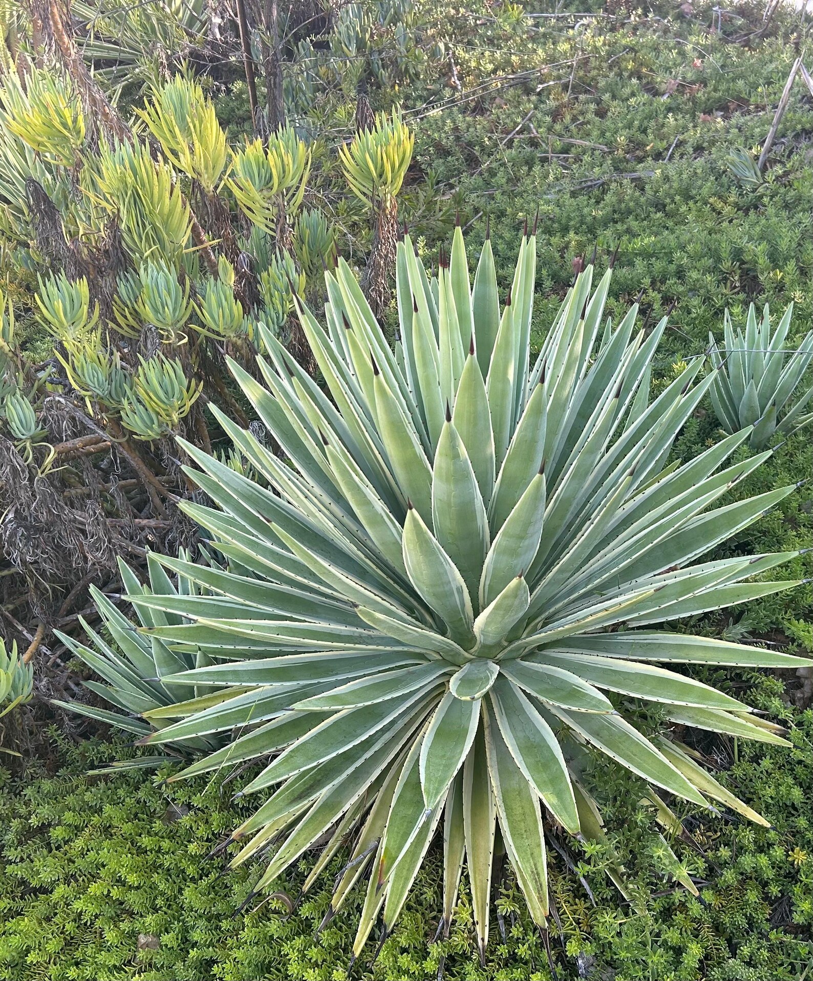 Ready Rooted Blue Green Agave Pup | Hardy Succulent Starter Plant ...