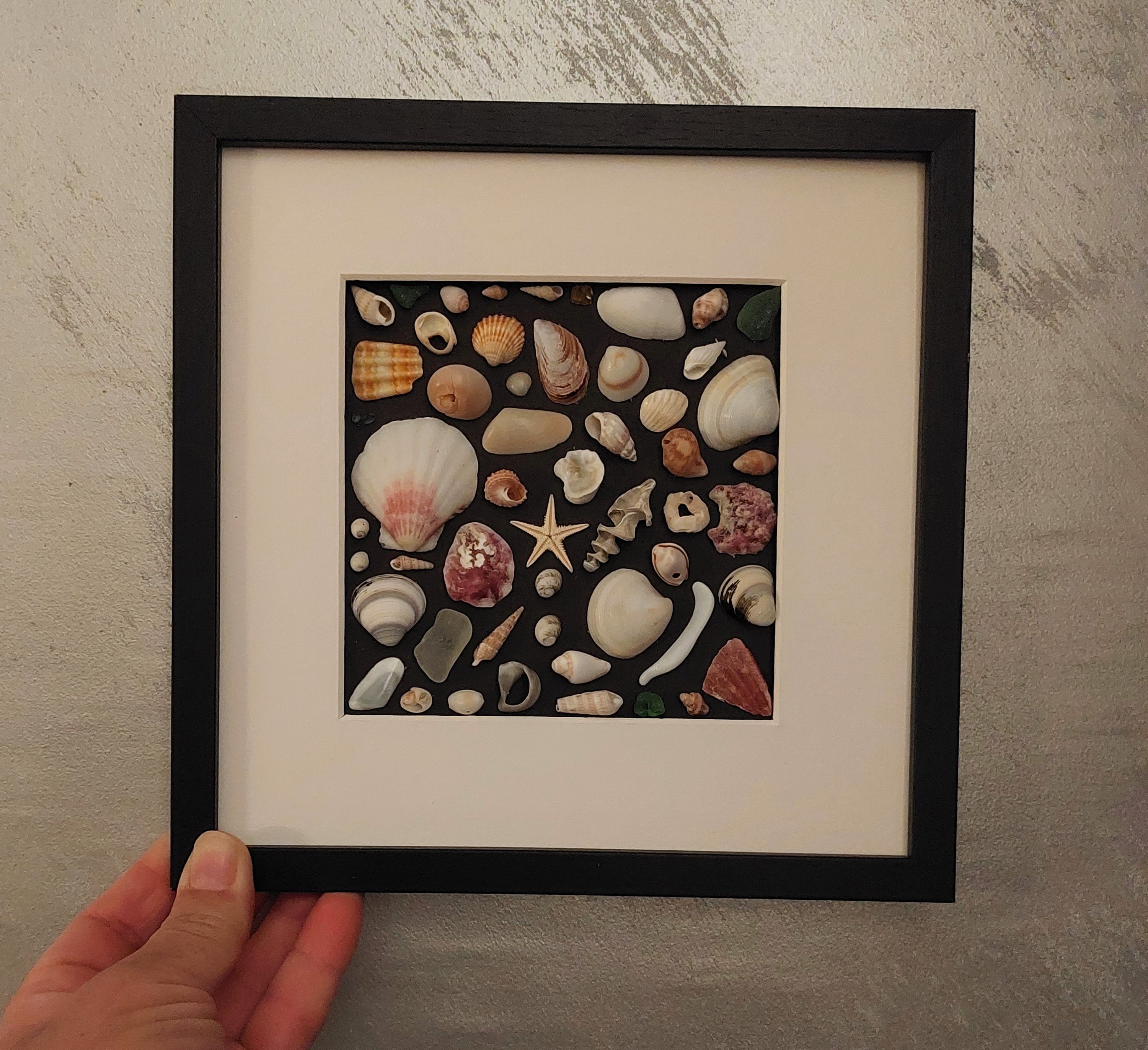 Framed Seashell Artwork