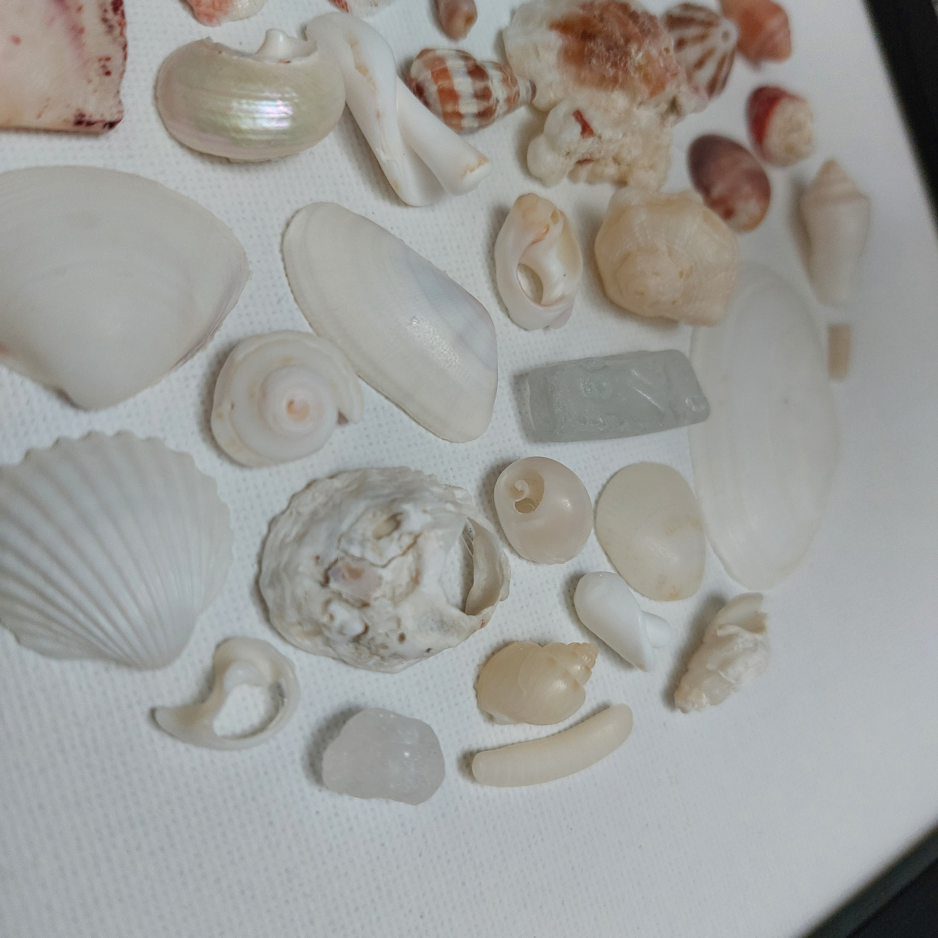 Seashell Art Circular Collage Sea Shell White Pink Colors Seashell Wall ...