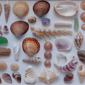 Small Seashell Mosaic Artwork Seashell Collage Art Shells Framed 7*5 ...