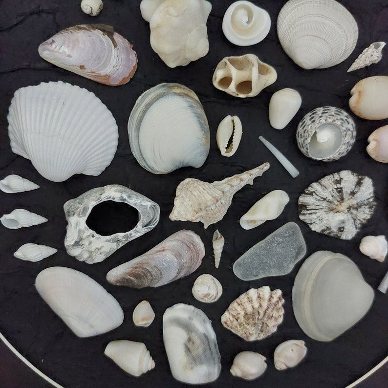 Seashell Circle Wall Decor Shell Collage Art Mosaic Seashell Wall Art ...