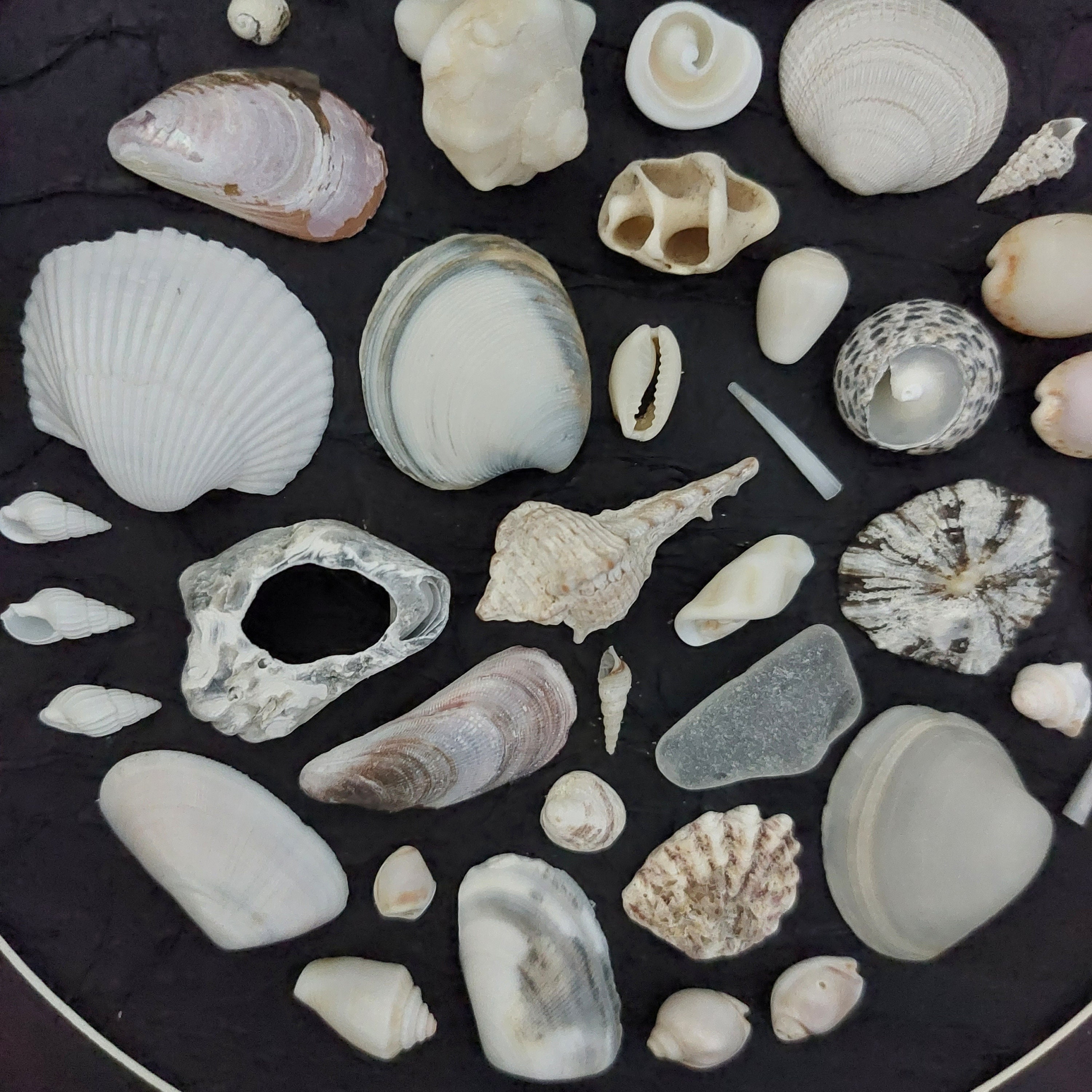 Seashell Circle Wall Decor Shell Collage Art Mosaic Seashell Wall Art ...