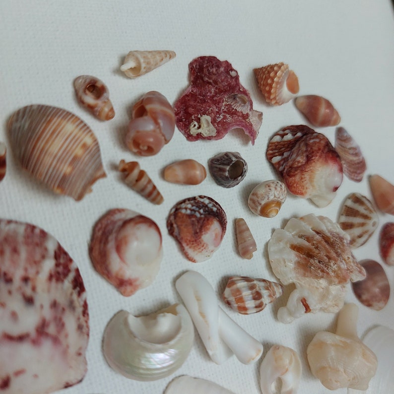 Seashell Art Circular Collage Sea Shell White Pink Colors Seashell Wall ...