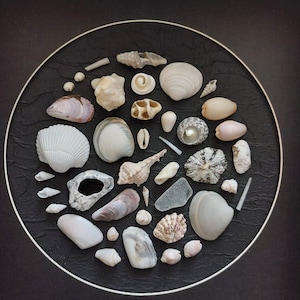 Seashell Circle Wall Decor Shell Collage Art Mosaic Seashell Wall Art ...