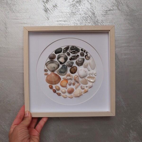 Sea Shell Art - Etsy