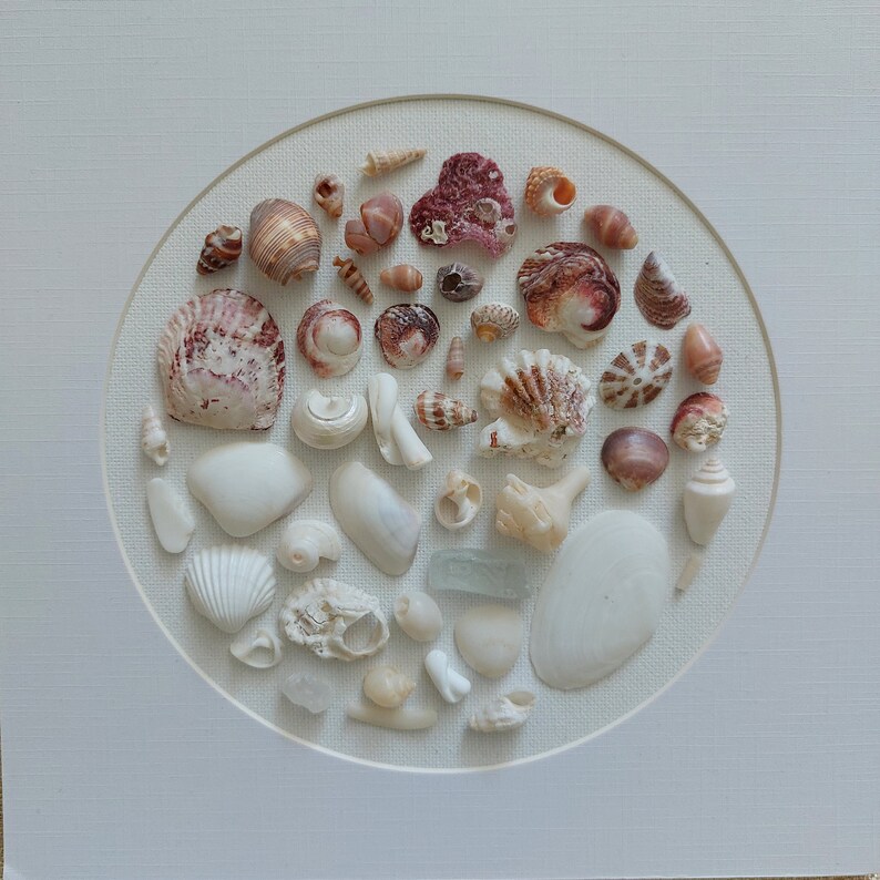 Seashell Art Circular Collage Sea Shell White Pink Colors Seashell Wall ...