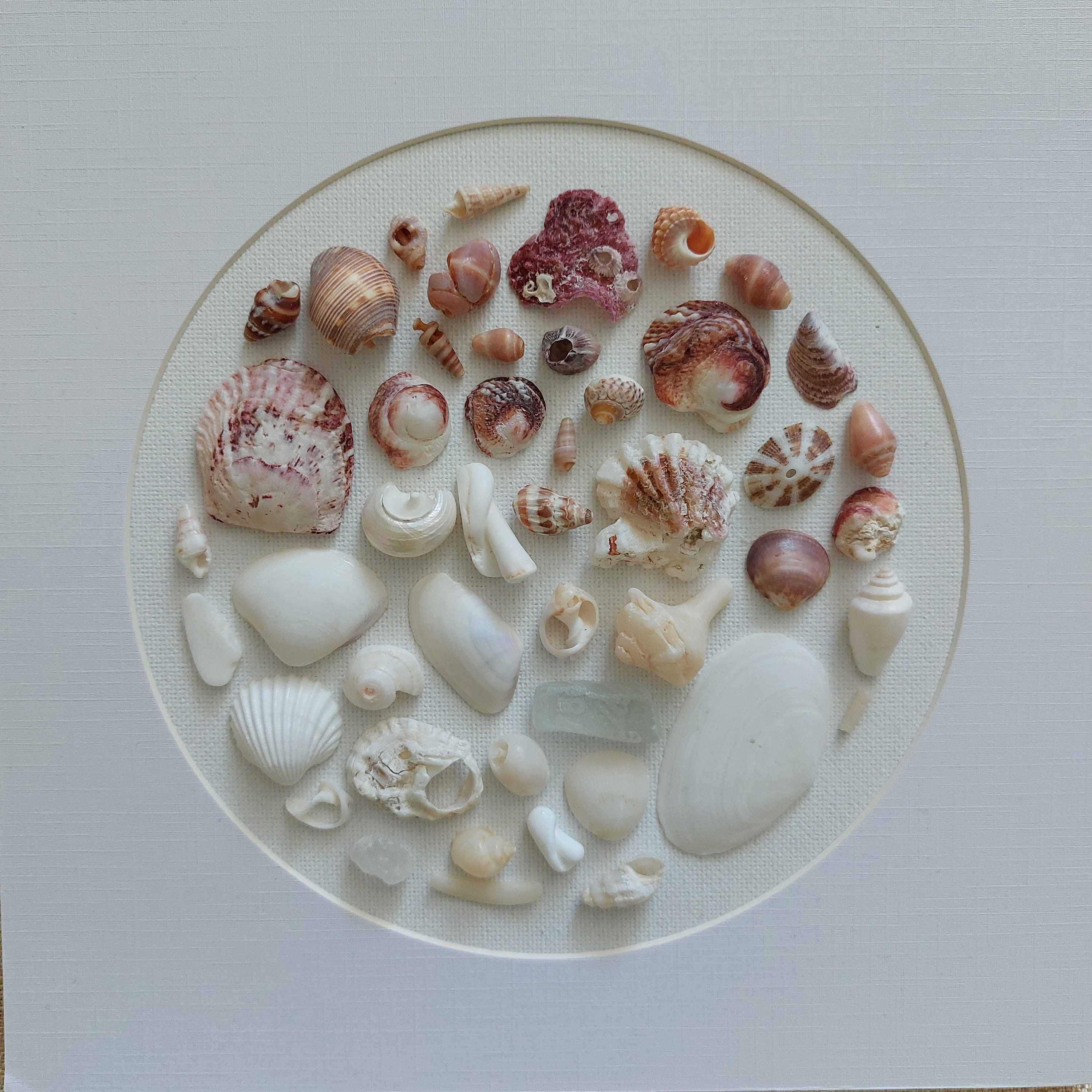 Seashell Art Circular Collage Sea Shell White Pink Colors Seashell Wall ...