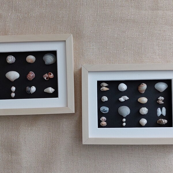 Seashell Collection - Etsy