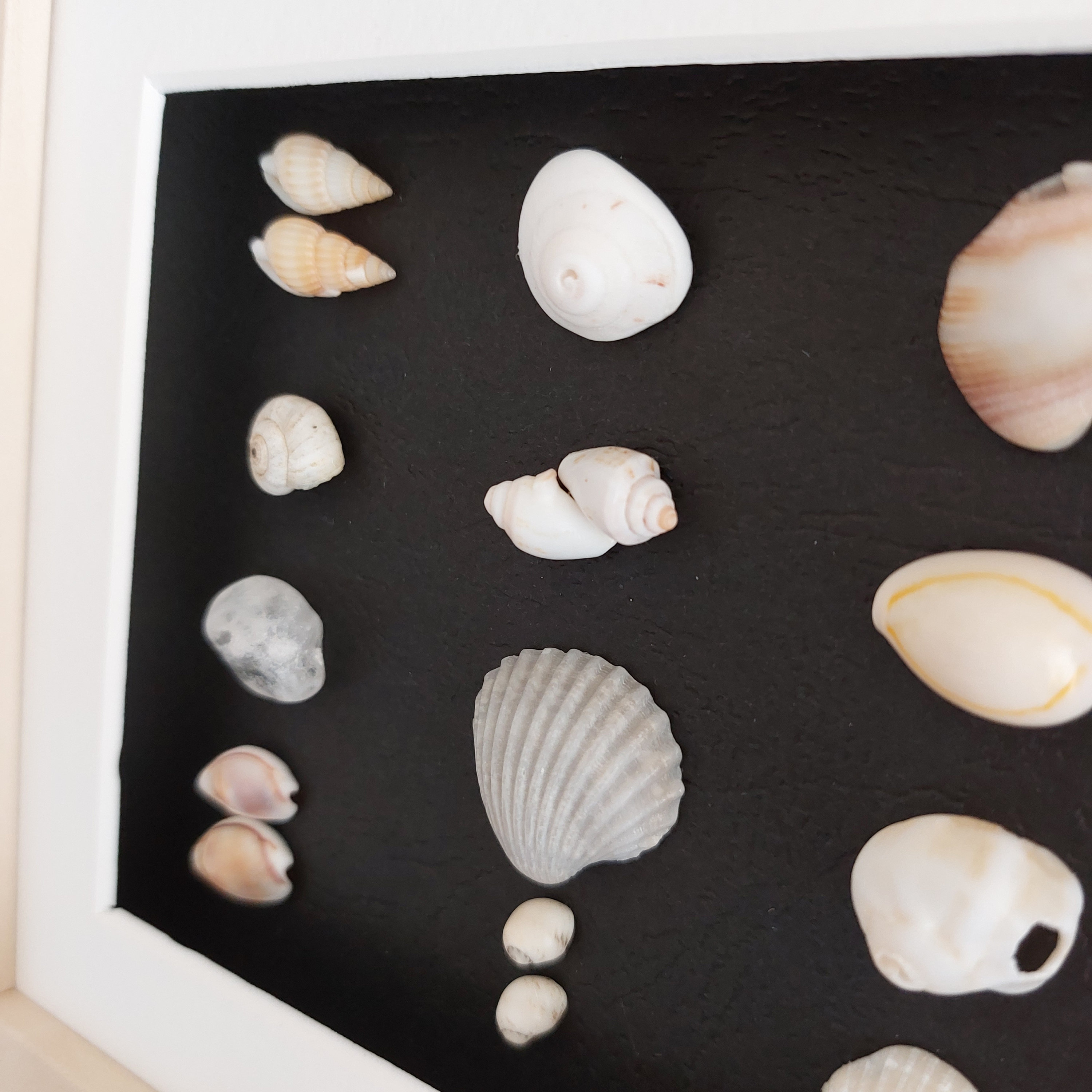 Seashell Collection Set of 2 Sea Shells Wall Art Seashell Mosaic ...