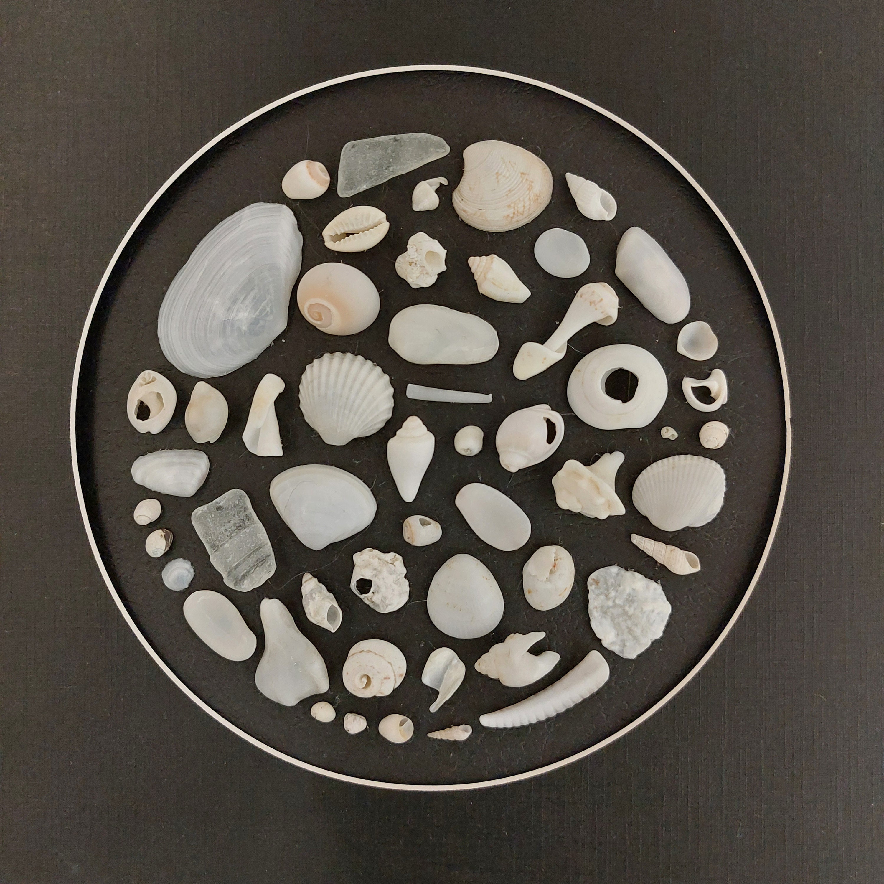 Set Mosaic Seashell Art Circle Yellow White Seashell Wall Decor Collage ...