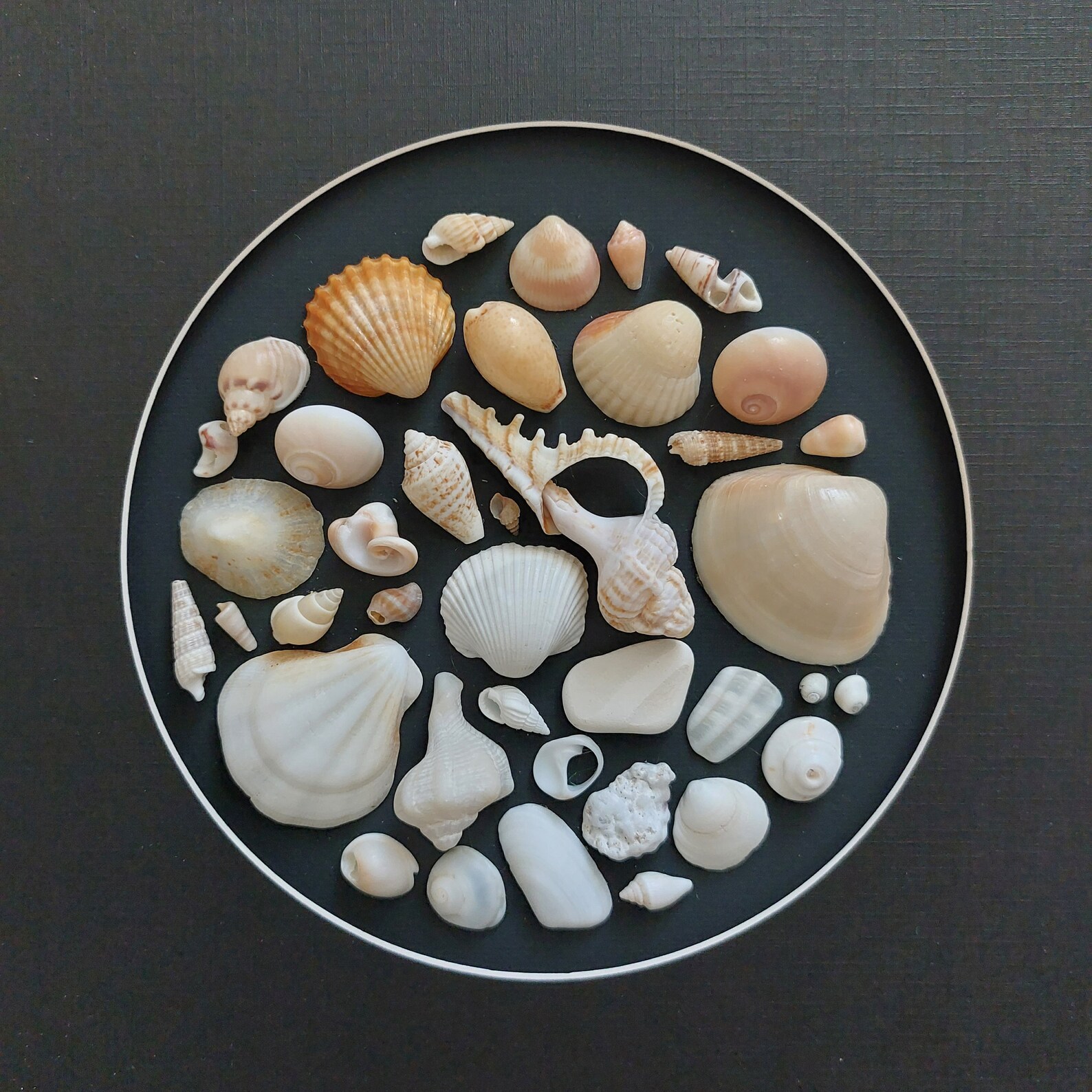 Set Mosaic Seashell Art Circle Yellow White Seashell Wall Decor Collage ...