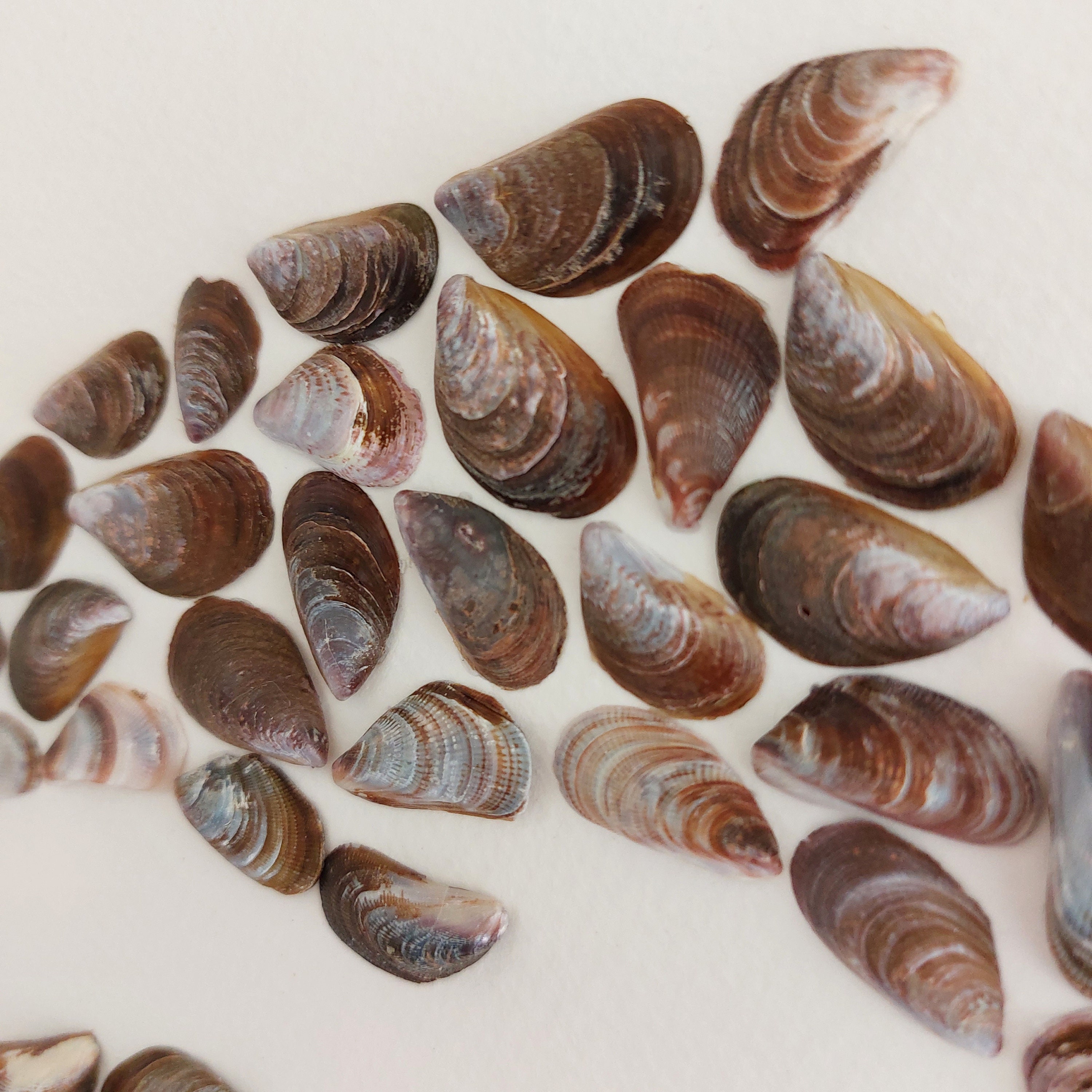 Dolphin Seashell Decor Mussel Seashell Art Dolphin Framed 99 Inches ...