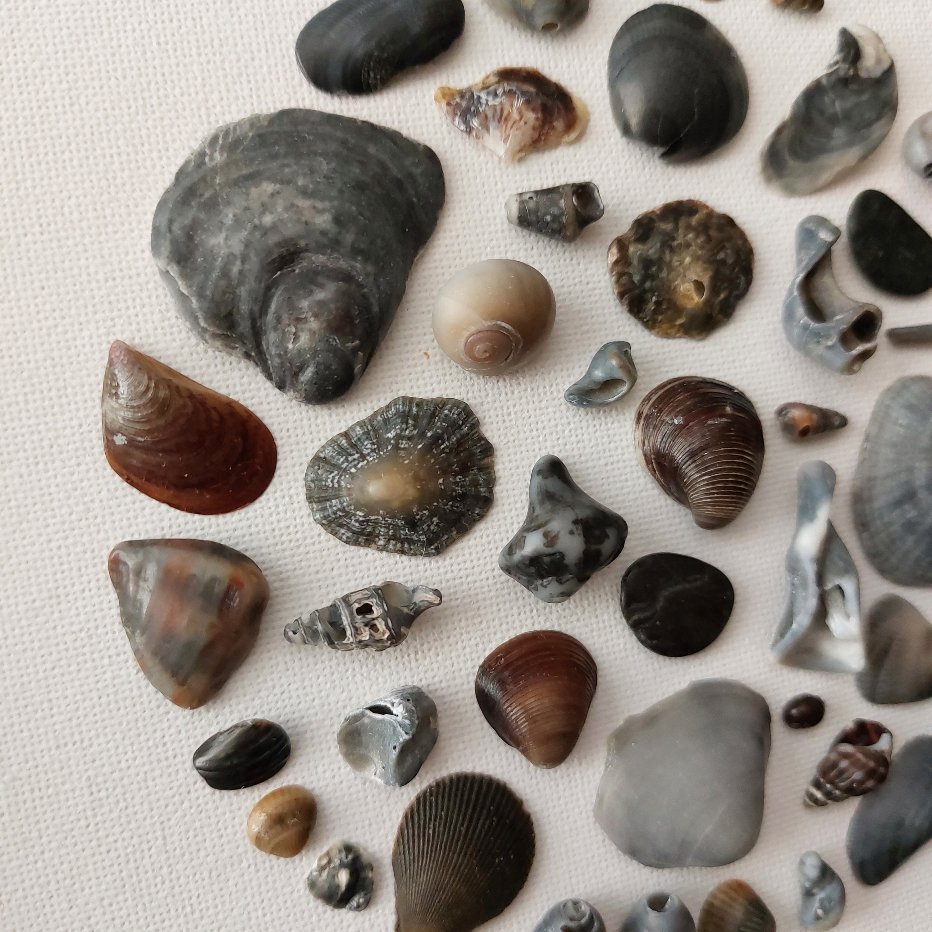 Shell Art Collage Black Seashells Mosaic Pebbles Art Small Picture ...