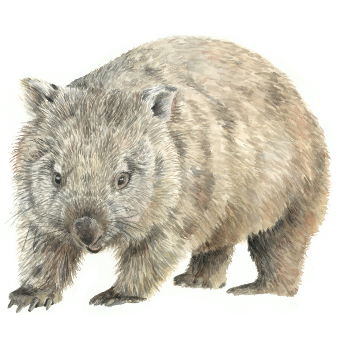 Fabric Wombat Wall Decal, Wombat Wall Sticker, Nursery Room Decor ...