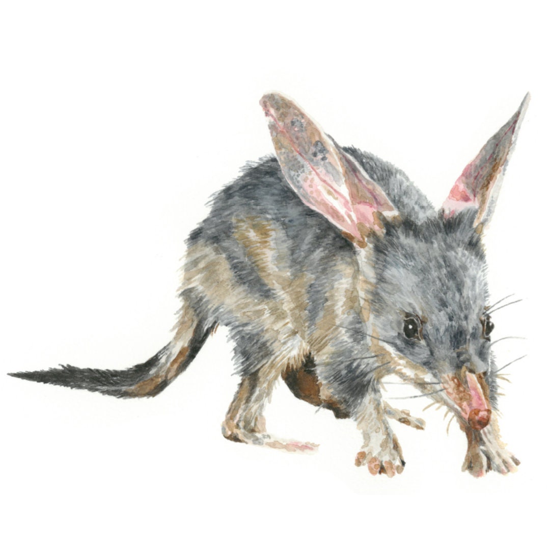 Buy Watercolor Bilby Fabric Wall Decal: Australiana Nursery Decor ...