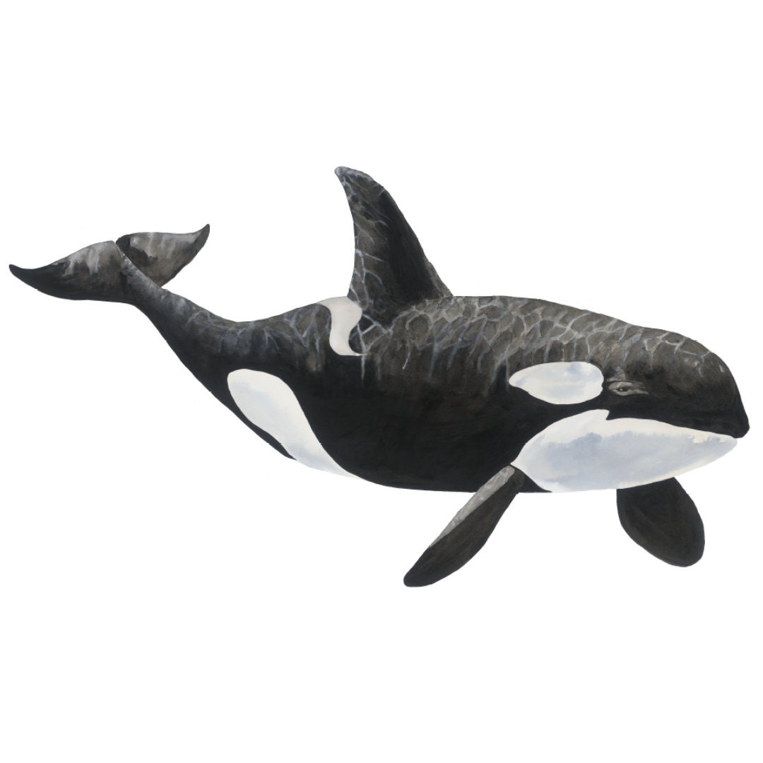 Orca Whale Wall Decals | Ocean Nursery Decor | Reusable Fabric Stickers ...