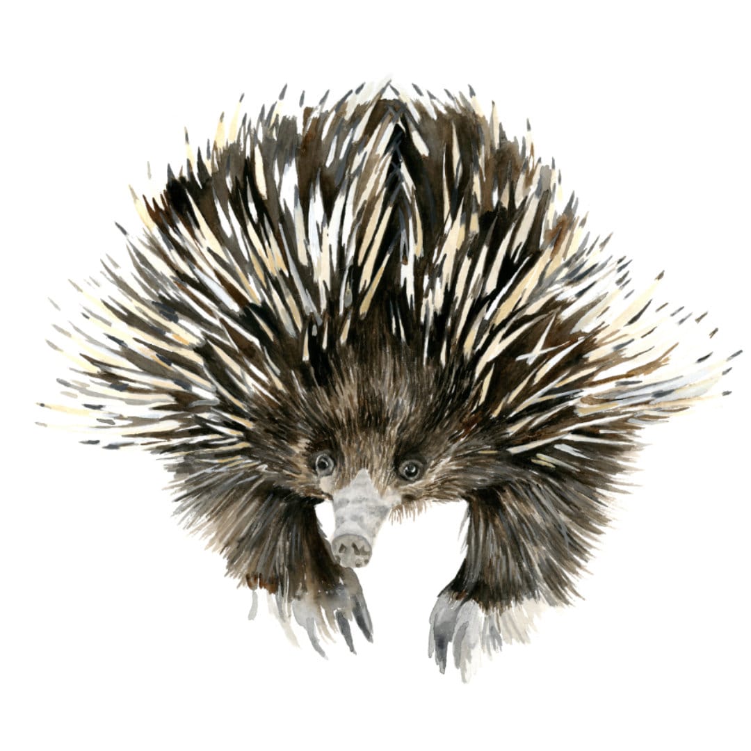 Fabric Echidna Wall Decal, Echidna Wall Sticker, Nursery Room Decor ...