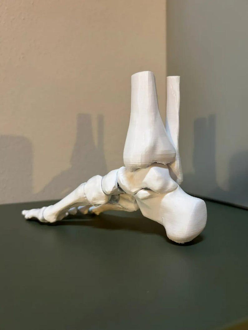 3D Printed Human Foot Bone Anatomy Model STL File for Medical Education ...