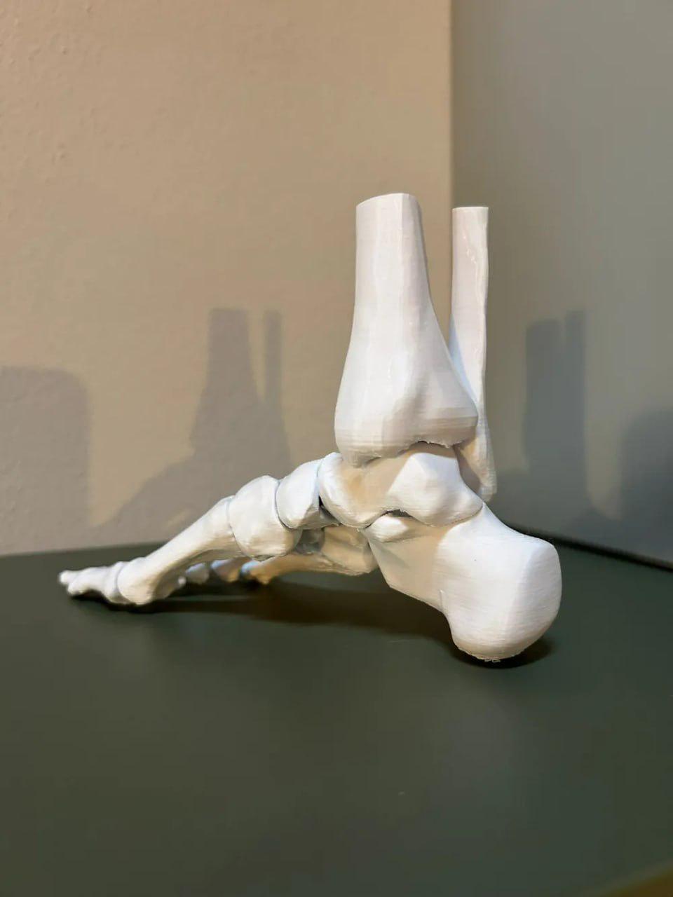 3D Printed Human Foot Bone Anatomy Model STL File for Medical Education ...