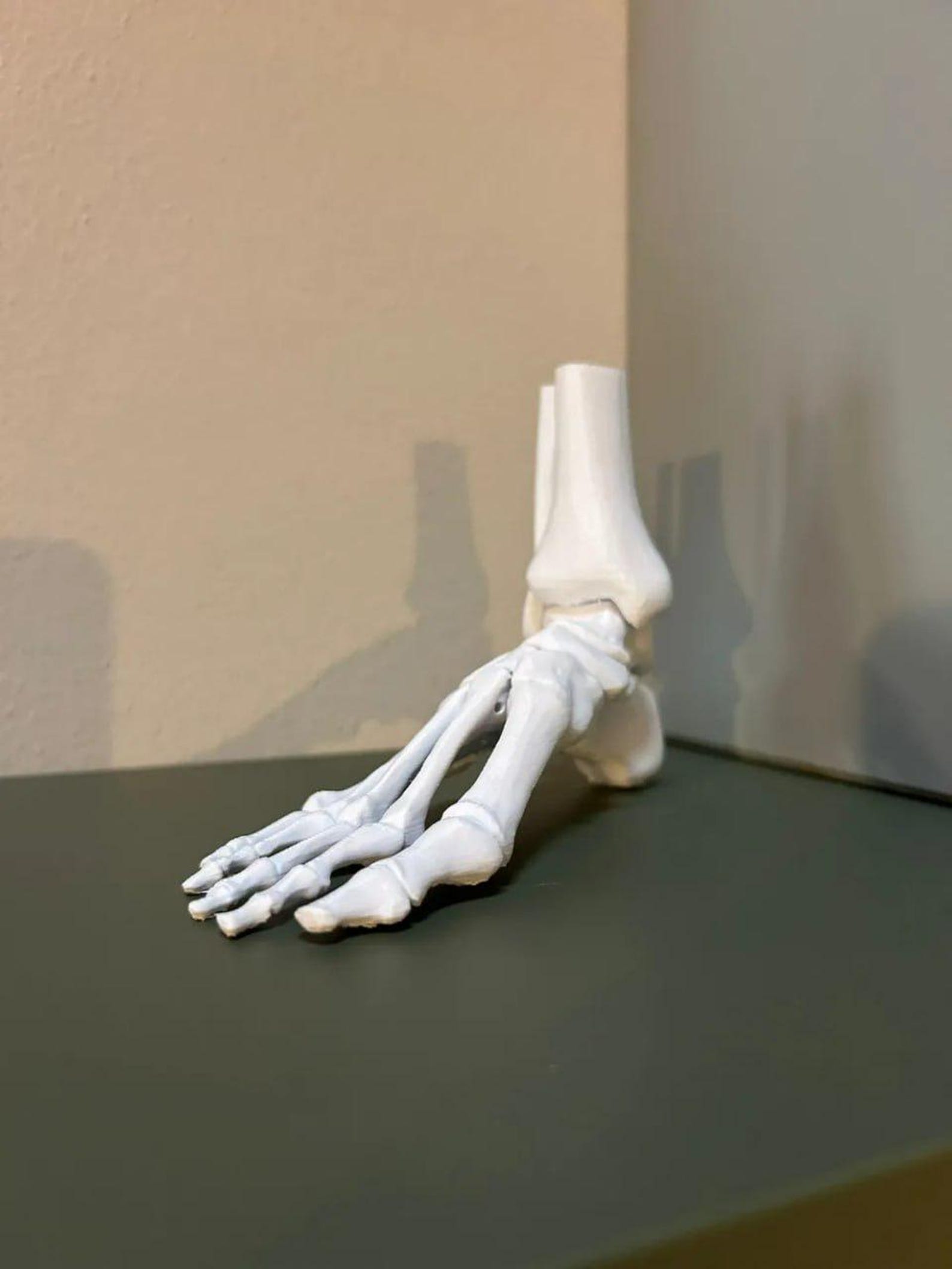 Modelo de esqueleto de pie impreso en 3D: Estudio anatómico a tamaño ...