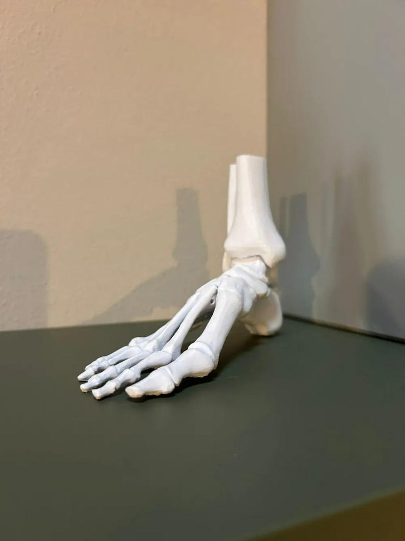 3D Printed Human Foot Bone Anatomy Model STL File for Medical Education ...
