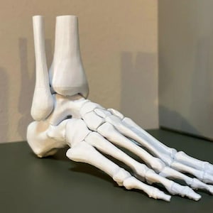 3D Printed Human Foot Bone Anatomy Model STL File for Medical Education ...