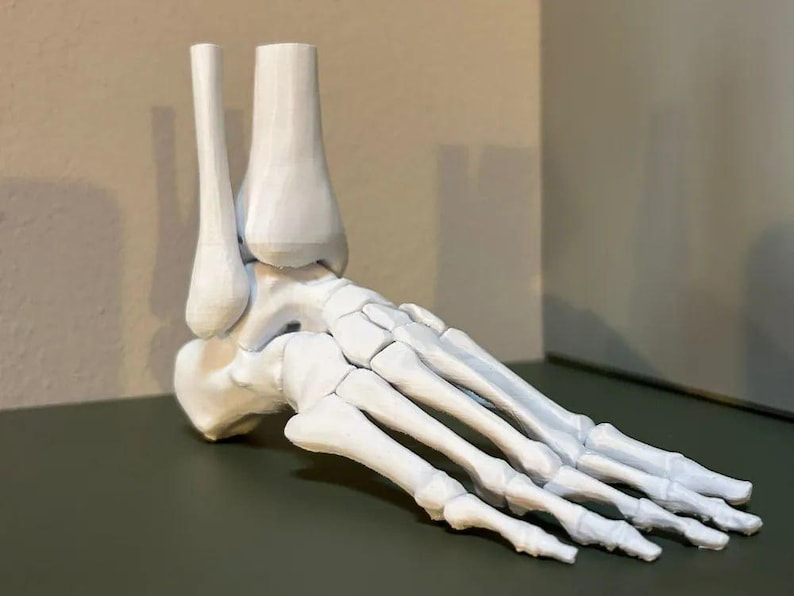 3D Printed Human Foot Bone Anatomy Model STL File for Medical Education ...
