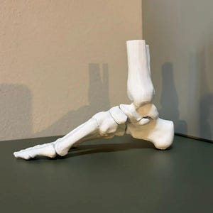 3D Printed Human Foot Bone Anatomy Model STL File for Medical Education ...