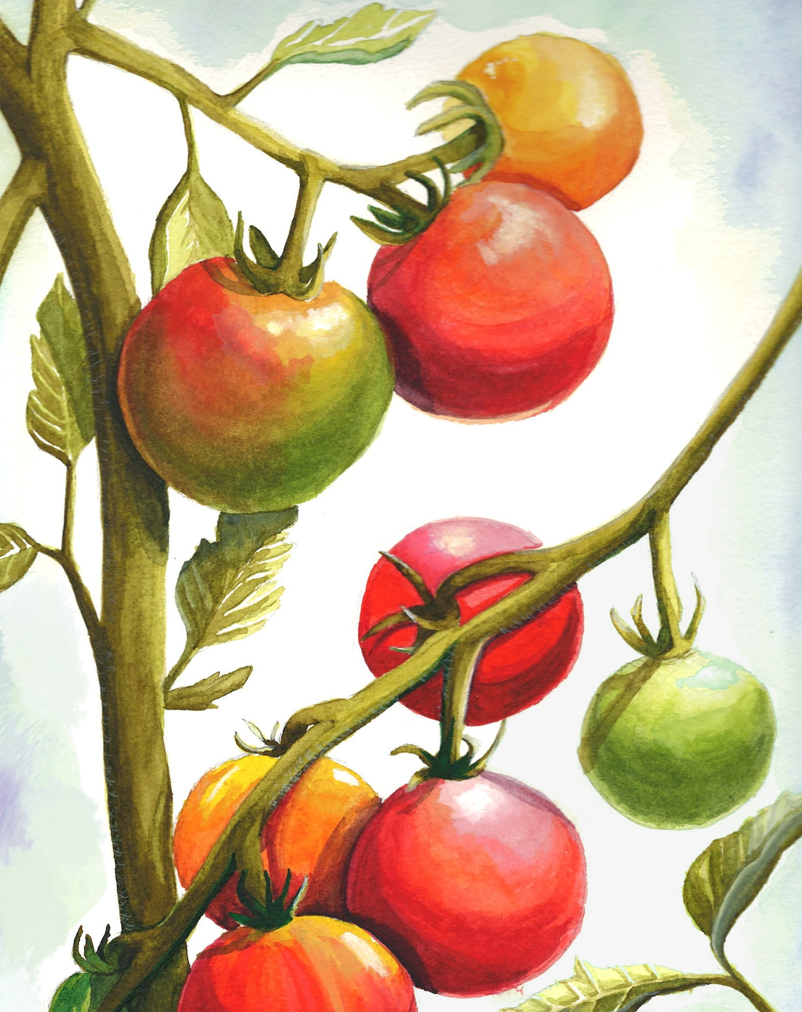 Tomatoes on the Vine Watercolor Print - Etsy
