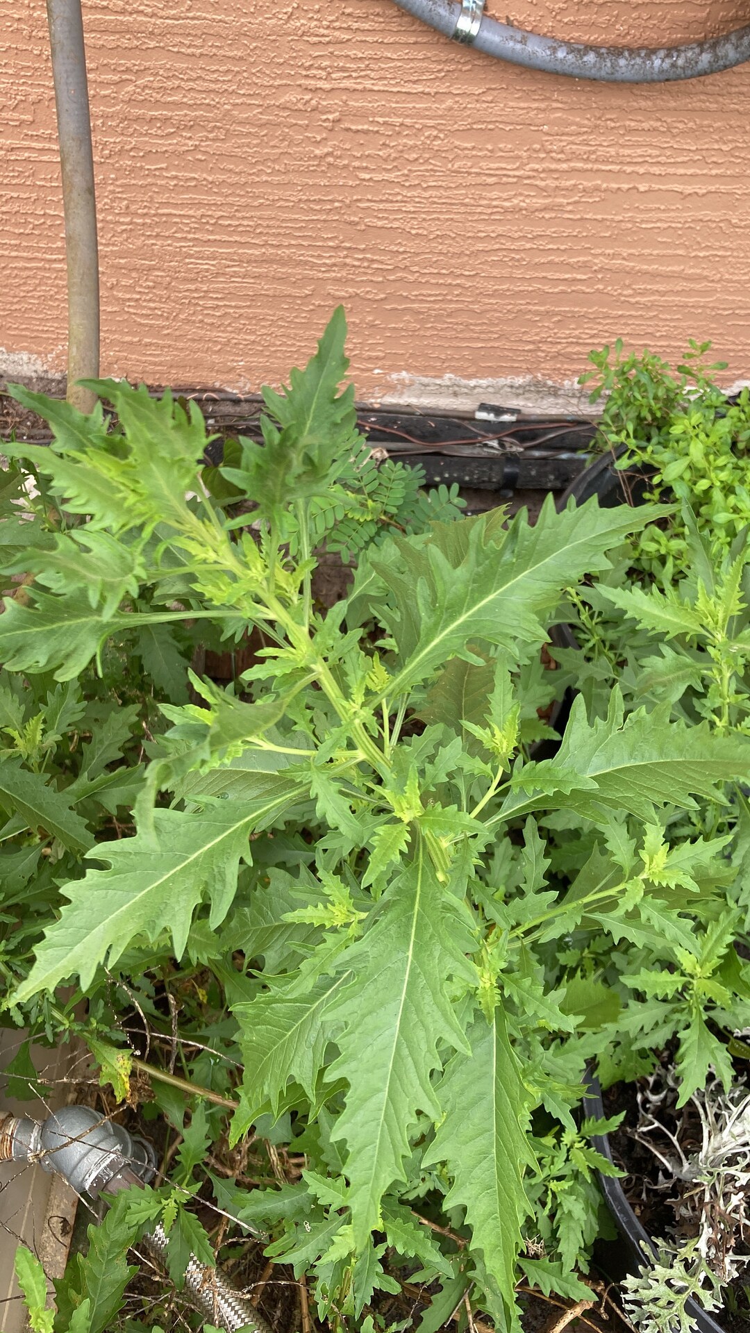 Epazote Seeds, Semi Contra 2 Grams - Etsy