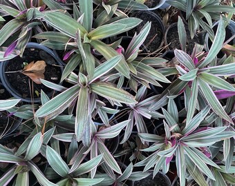 Tradescantia Spathacea Boat Lily Moses in the Cradle Tricolor - Etsy