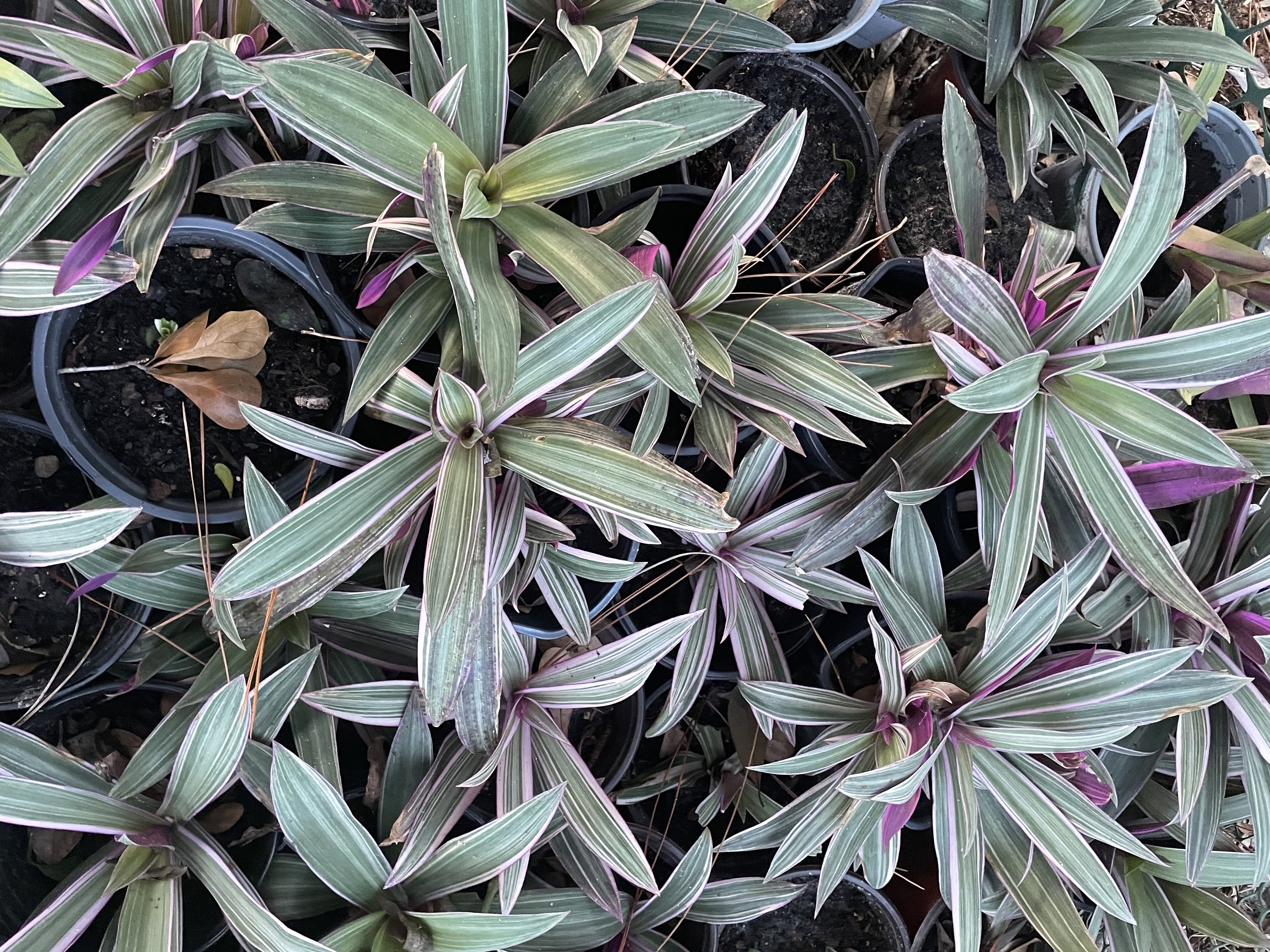 Tradescantia Spathacea Dwarf Oyster Plant, Moses in a Cradle Boat Lily ...