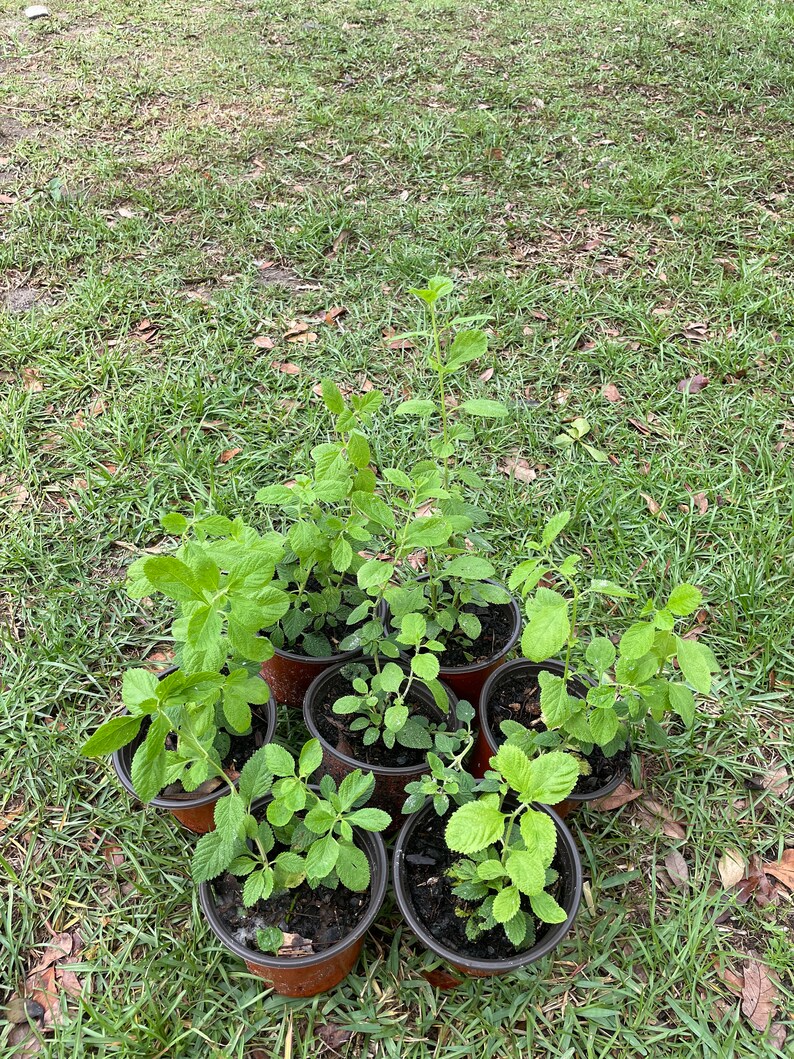Cullen Mint, Lippia Alba, Lemon Verbena, Bushy Matgrass 2 Potted Plants ...