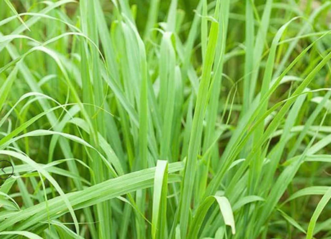 Jamaican Fever Grass Lemon Grass Herbal Tea 2oz Etsy