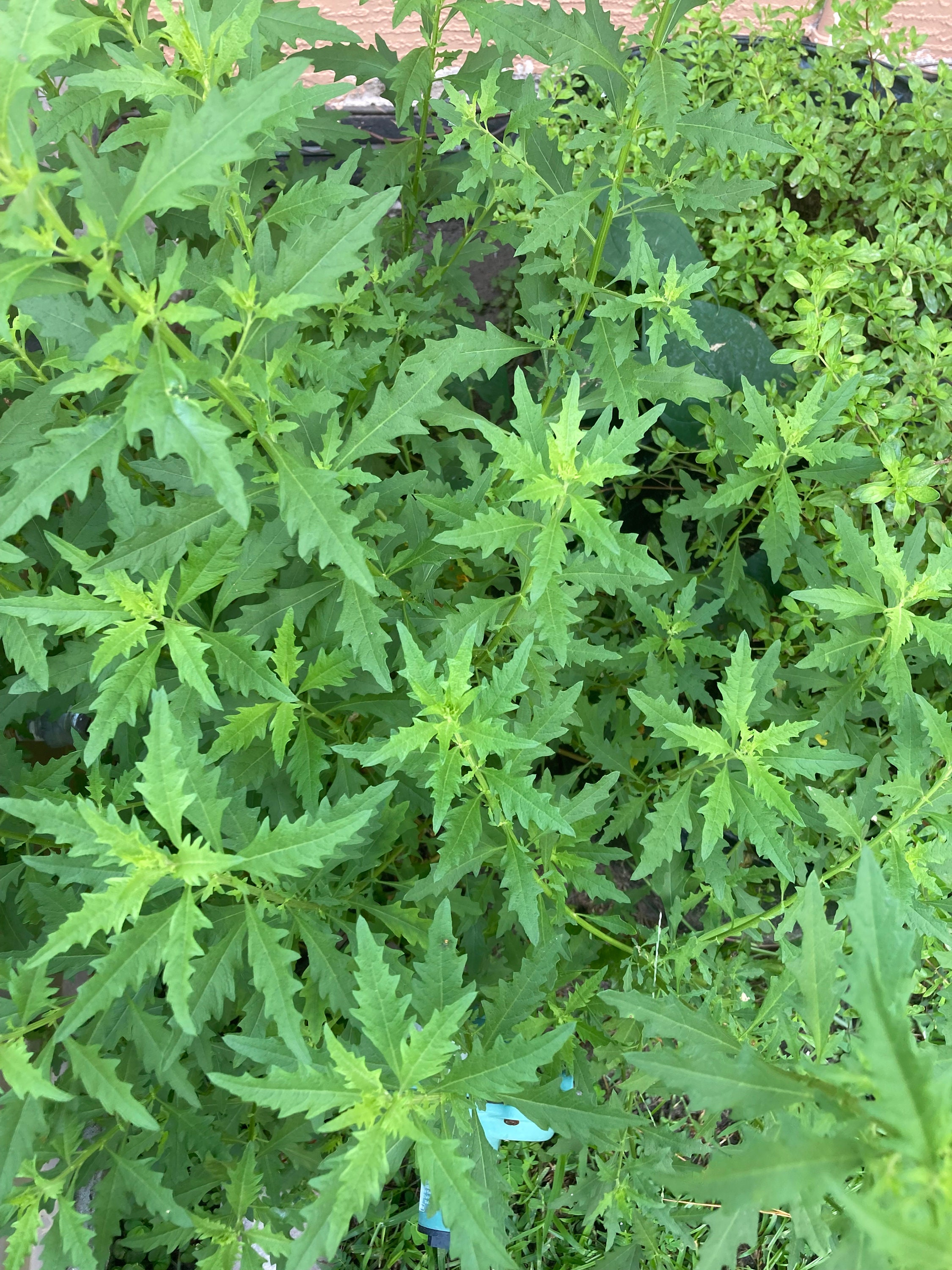 Semi Contra, Epazote, Wormweed - Fresh or Dried 1 Oz - Etsy
