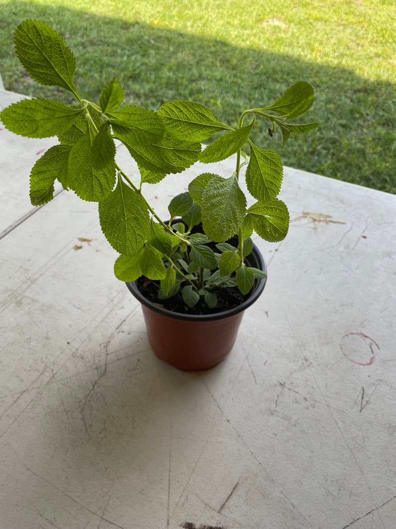 Cullen Mint, Lippia Alba, Lemon Verbena, Bushy Matgrass 2 Potted Plants ...