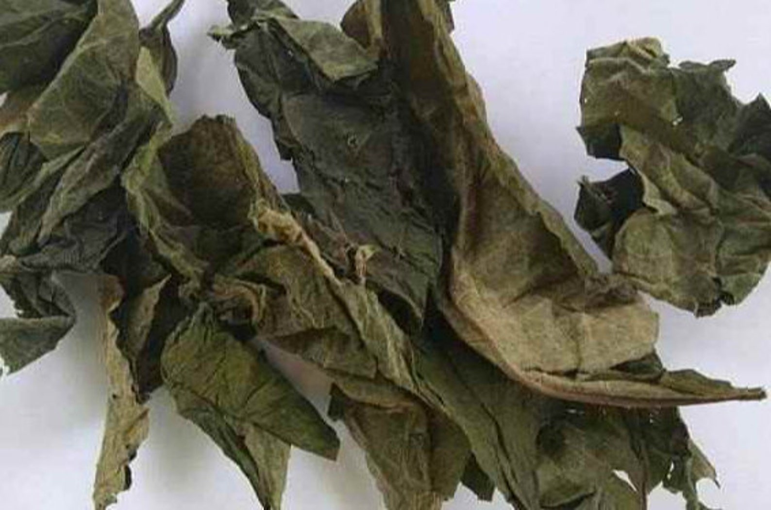 Bitter Leaves 2oz /dry Bitter Leaves - Etsy