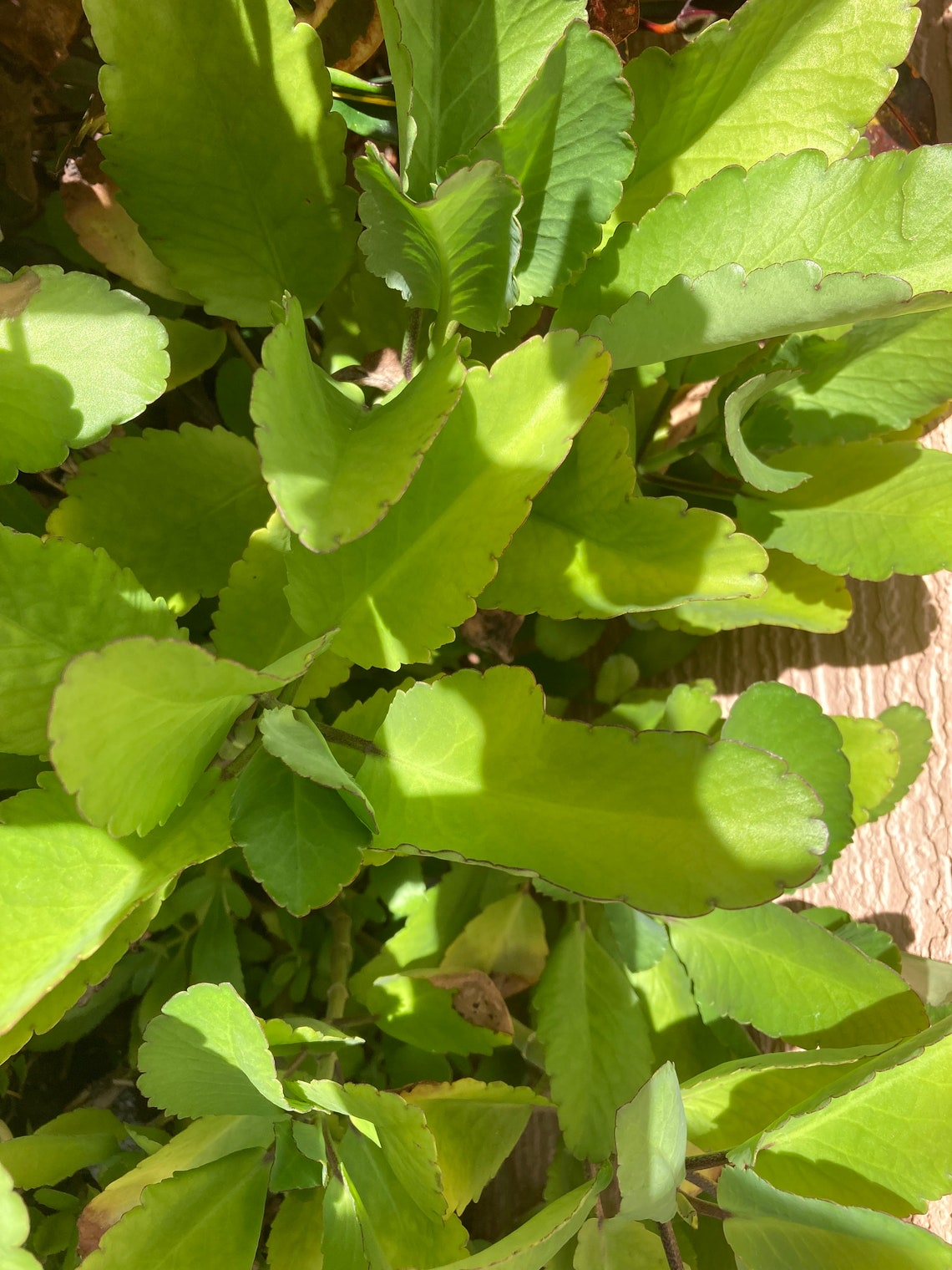 Jamaican Leaf of Life Live Plant Bryophyllum Pinnatum Kalanchoe Pinnata ...
