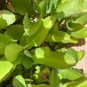 Live Jamaican Leaf of Life Plant: Bryophyllum Pinnatum Miracle Leaf - Etsy