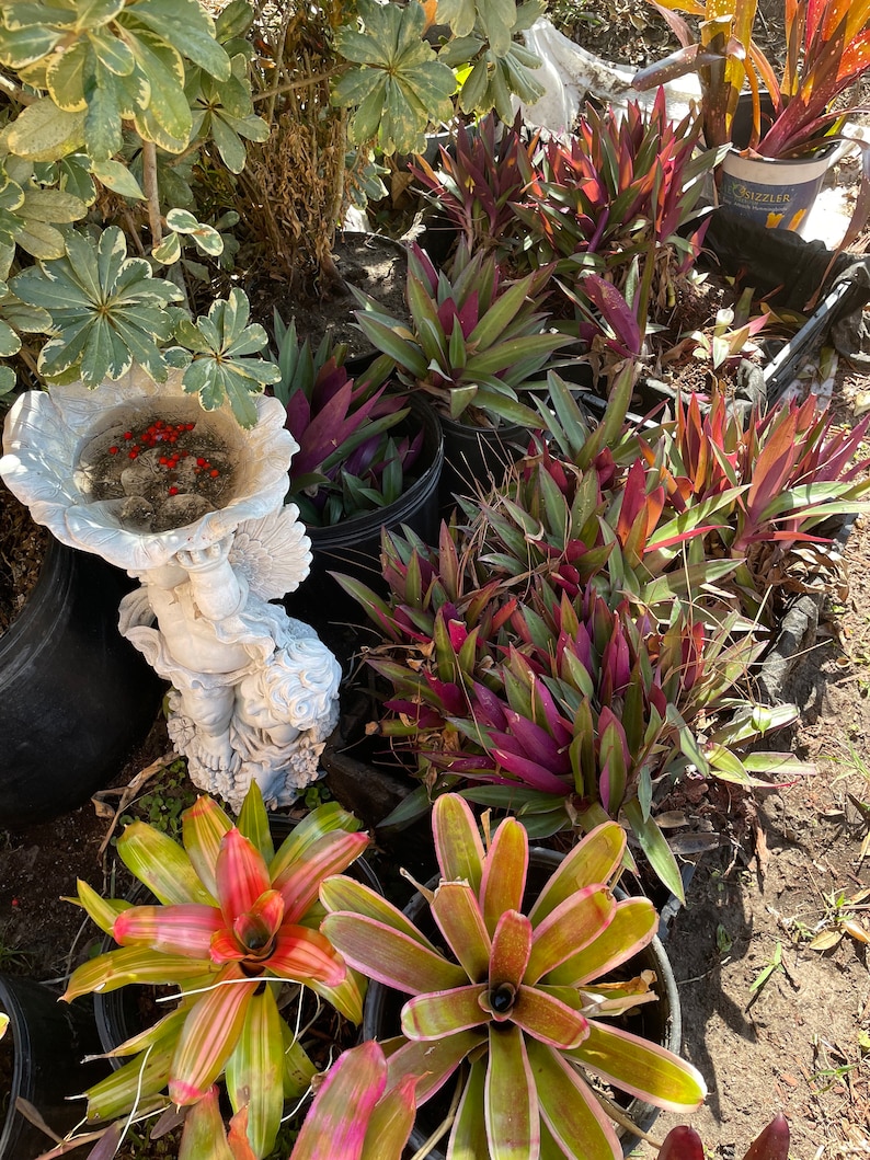 Dwarf Oyster Plant, Moses in a Cradle Tradescantia Spathacea 'dwarf' 3 ...