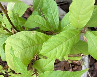 Gully Root Anamu - Etsy