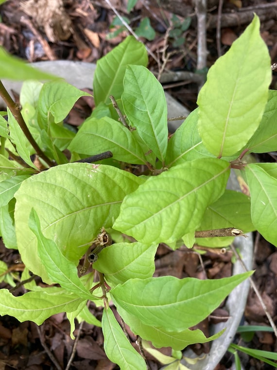 Dried Guinea Hen Weed Anamu Gully Root 1 Oz - Etsy