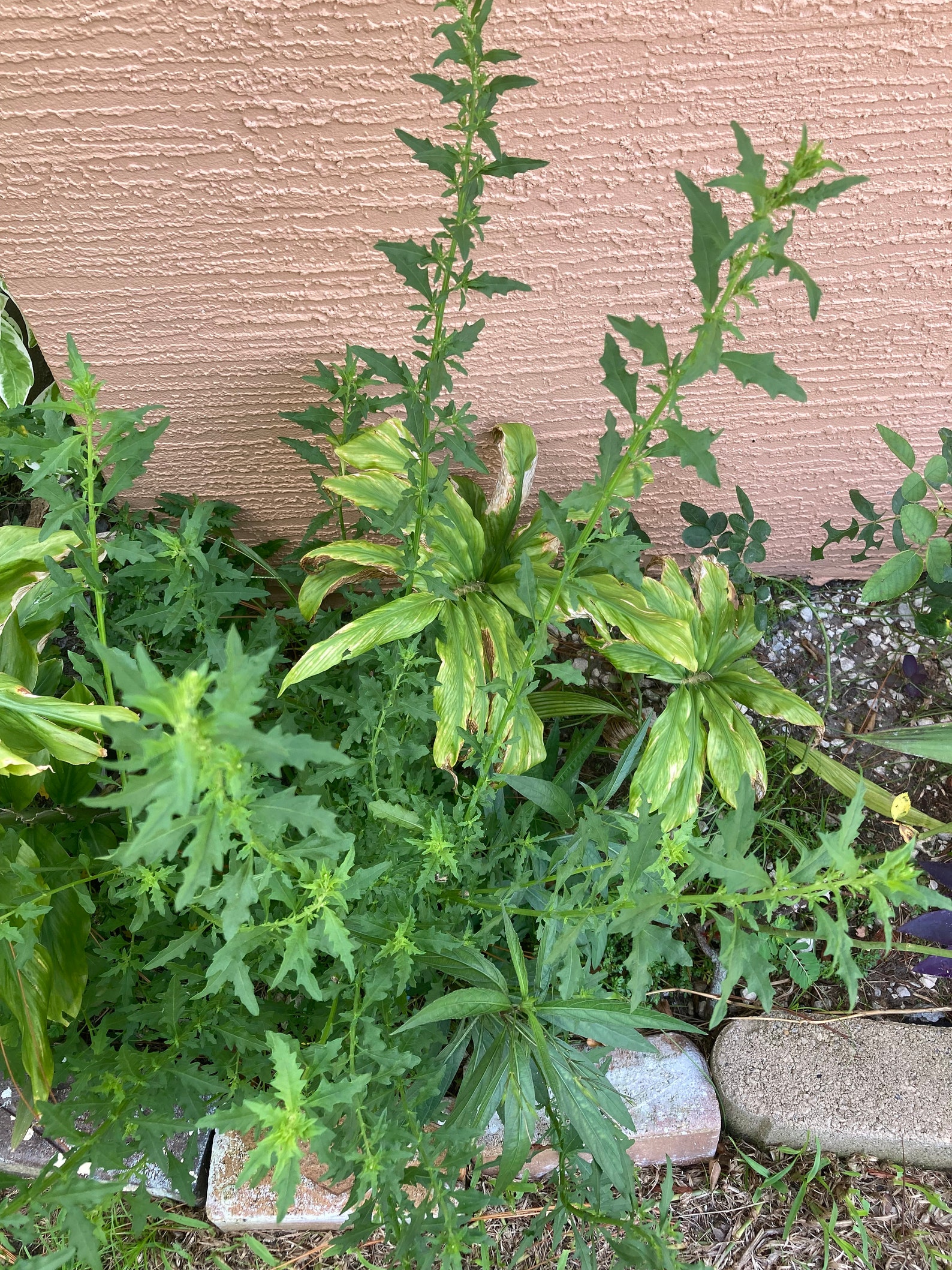 Semi Contra, Epazote, Wormweed - Fresh or Dried 1 Oz - Etsy