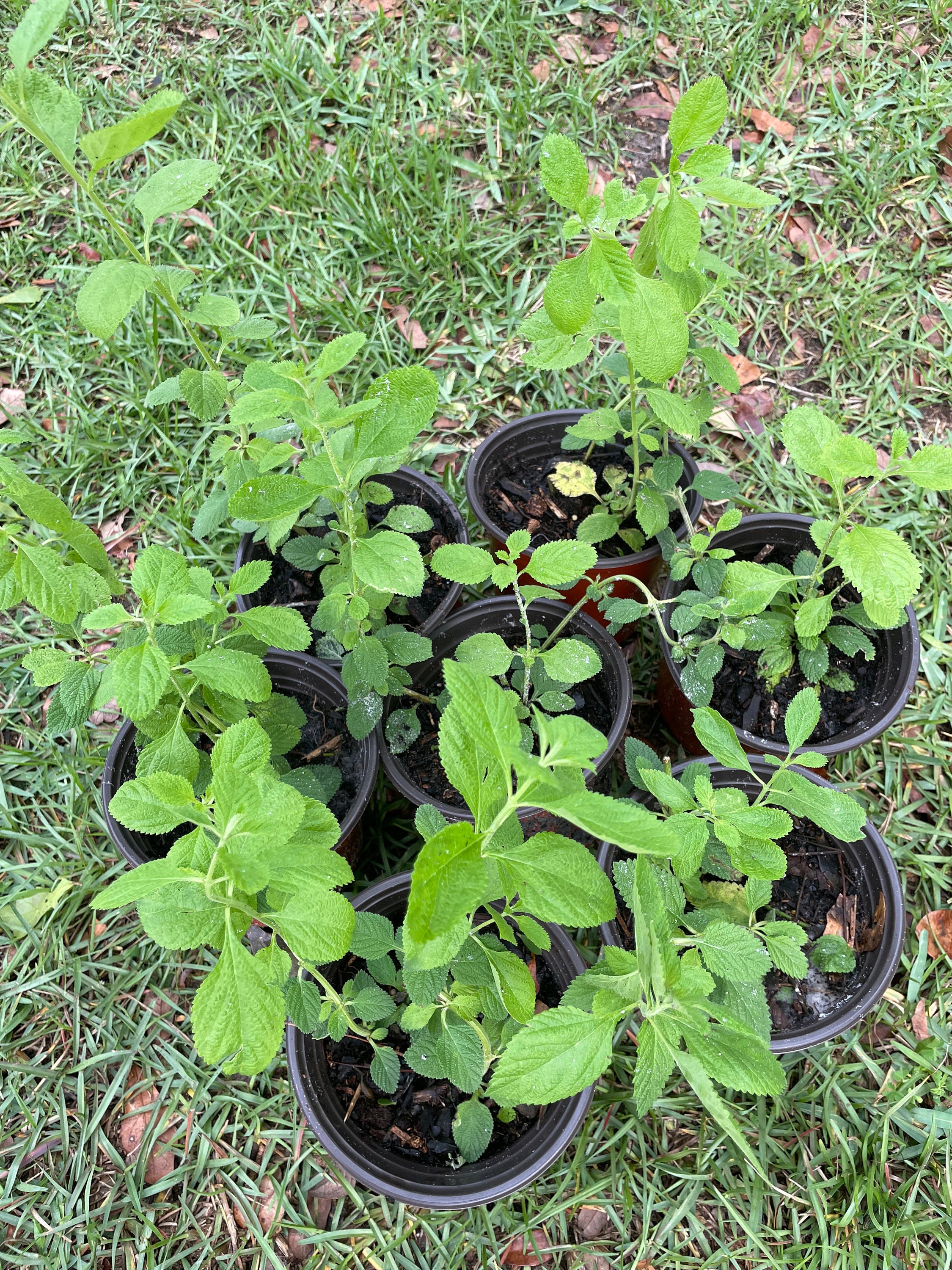 Cullen Mint, Lippia Alba, Lemon Verbena, Bushy Matgrass 2 Potted Plants ...