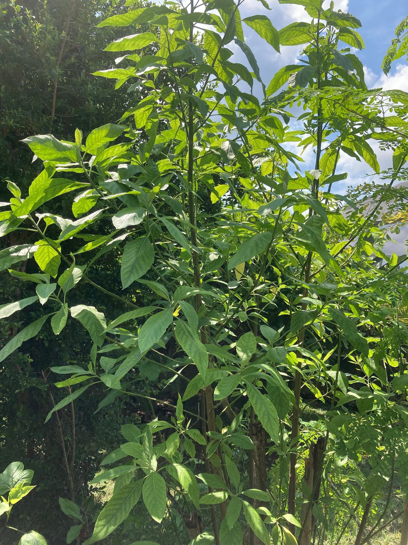 Bitter Leaves 2oz /dry Bitter Leaves - Etsy