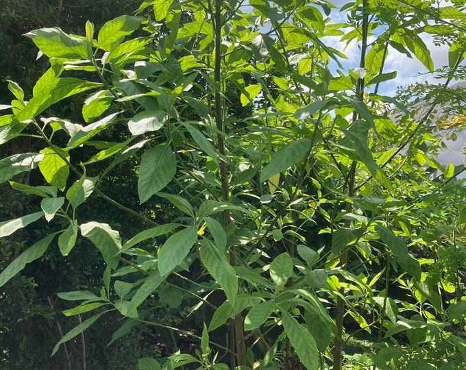 African Bitter Leaf (vernonia Amygdalina) - 2oz Dry Leaves - Etsy