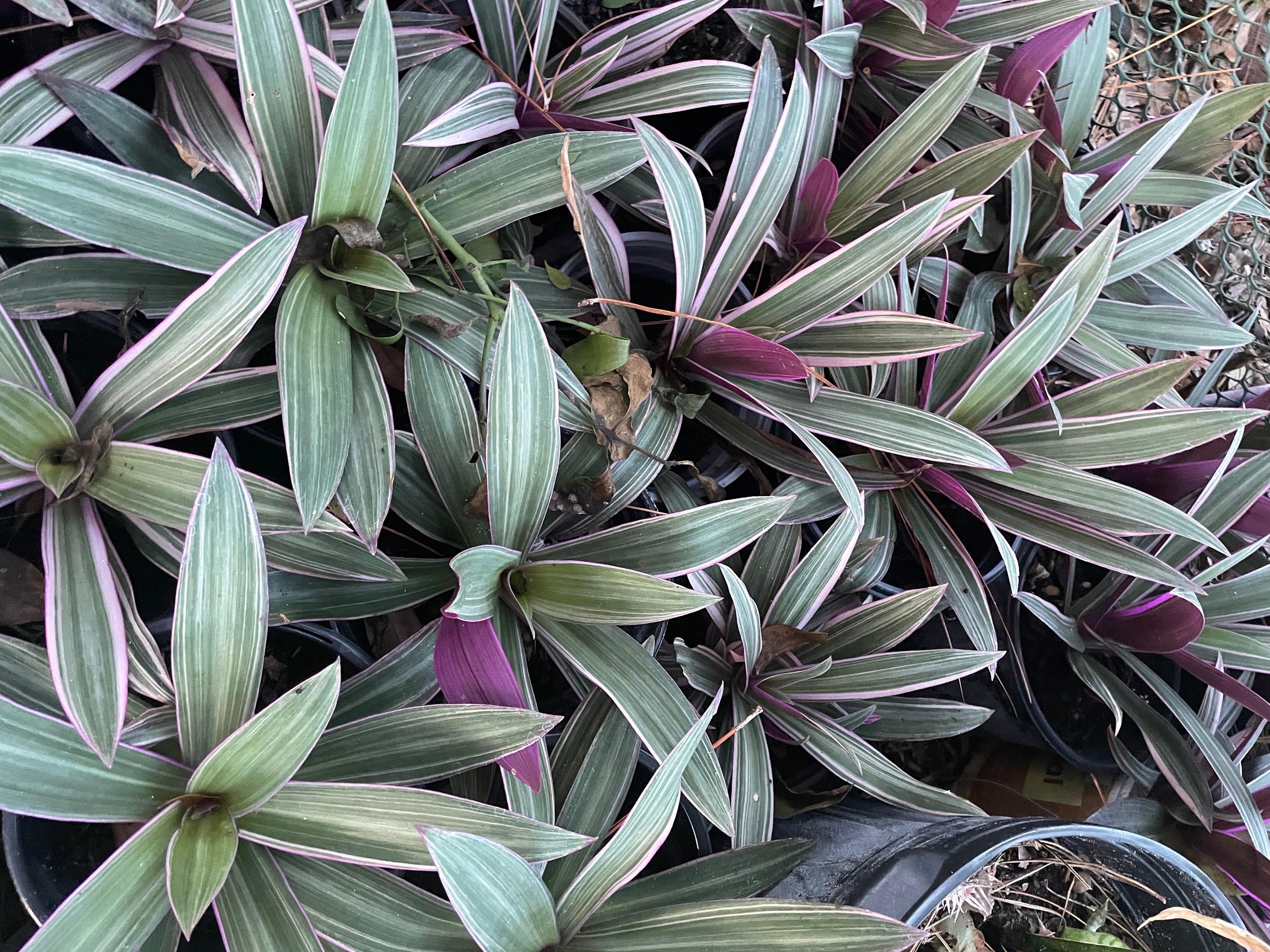 Tradescantia Spathacea Dwarf Oyster Plant, Moses in a Cradle Boat Lily ...