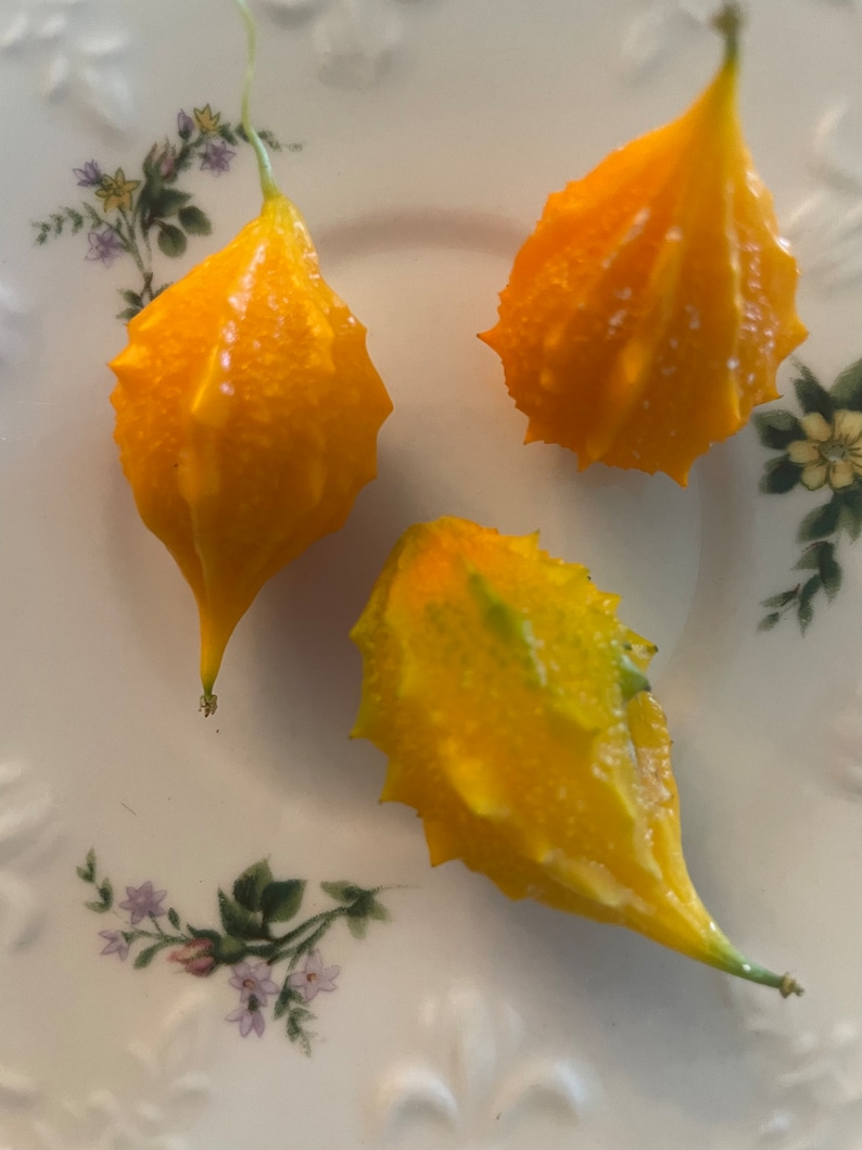 Jamaican Cerasee Seeds/ Bitter Melon Seeds/ Karela Bush Seeds 14+ Seeds ...